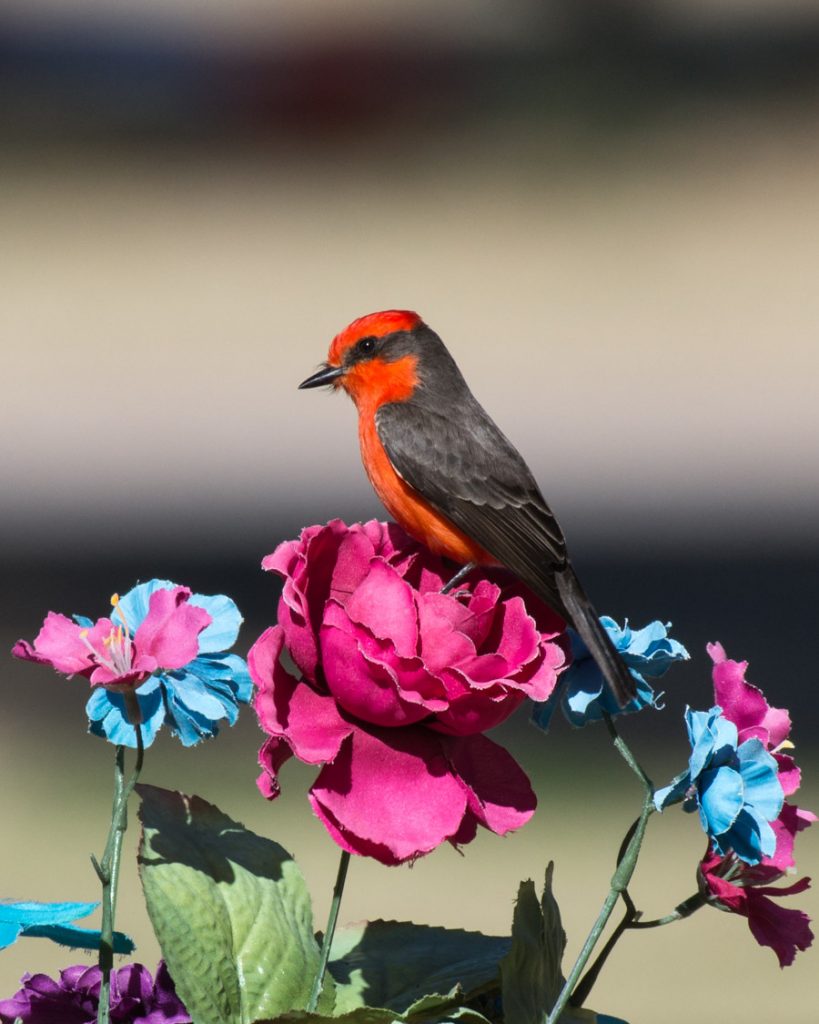 Vermillion Flycatcher – Foothills Clusters Wildlife