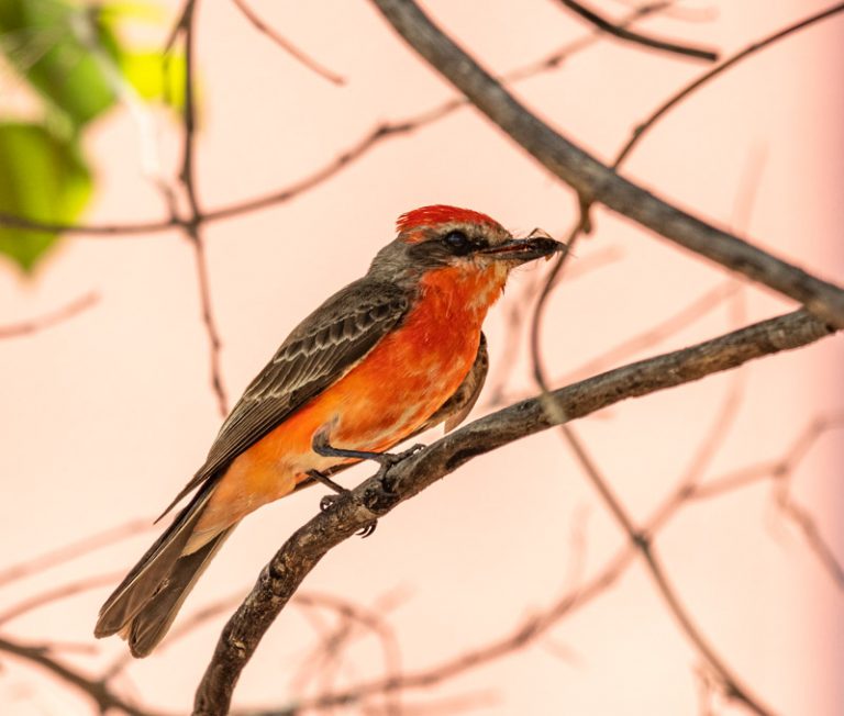 Nesting Season Continues: Vermilion Flycatchers – Foothills Clusters ...