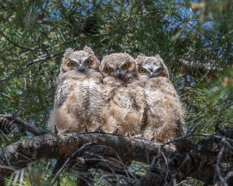Nesting Season Continues: Two Different Owl Nests – Foothills Clusters ...