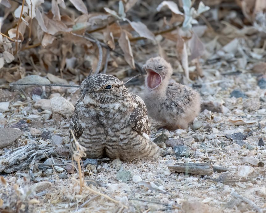 Another Look at the Lesser Nighthawk Chick – Foothills Clusters Wildlife