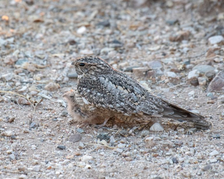 Another Look at the Lesser Nighthawk Chick – Foothills Clusters Wildlife