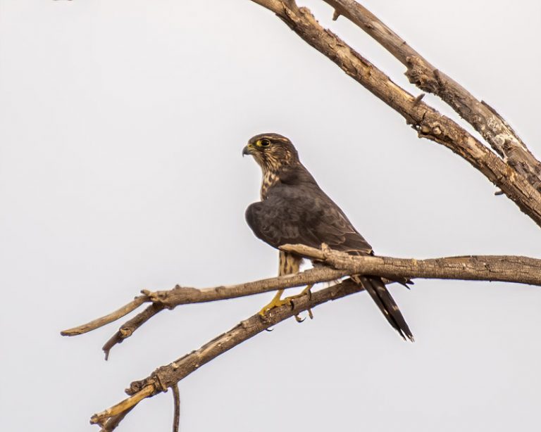 Three Falcon Species Plus! – Foothills Clusters Wildlife
