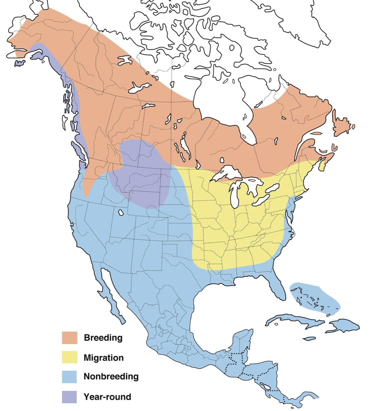 Three Falcon Species Plus! – Foothills Clusters Wildlife