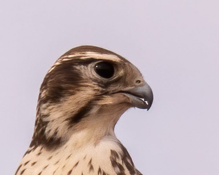 Three Falcon Species Plus! – Foothills Clusters Wildlife