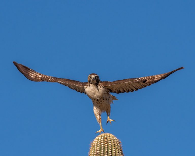 Red-tailed Hawk Take-off – Foothills Clusters Wildlife