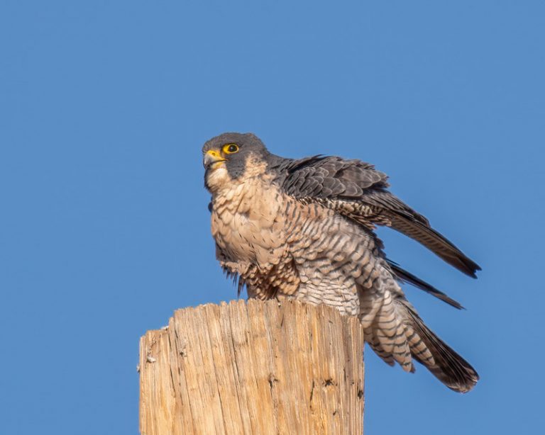Raptor New Year! – Foothills Clusters Wildlife