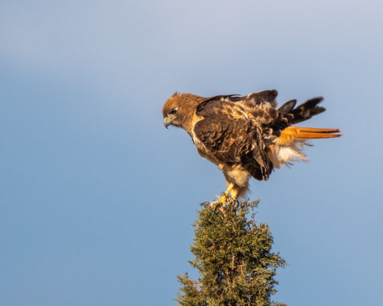 A Red-tailed Hawk on a Cypress Tree – Foothills Clusters Wildlife