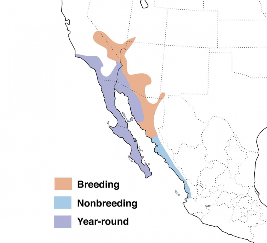 A Costa’s Hummingbird Shows off His Gorget – Foothills Clusters Wildlife